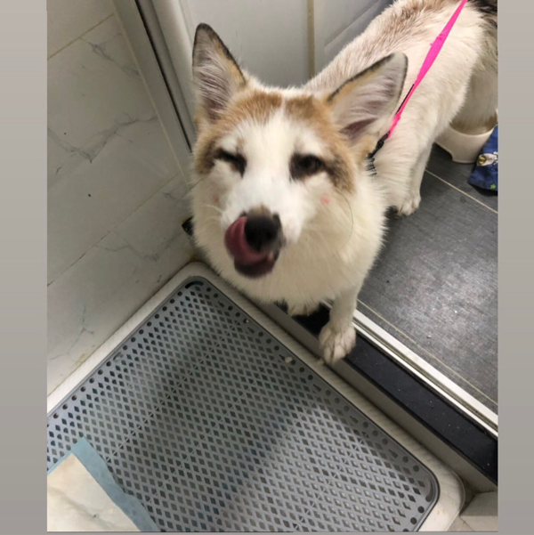 boss-狗狗bb-PlayOne陪玩