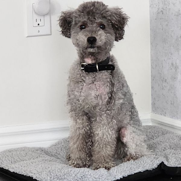 boss-juuuuu-PlayOne 게임메이트