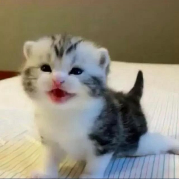 boss-🐶-PlayOne陪玩